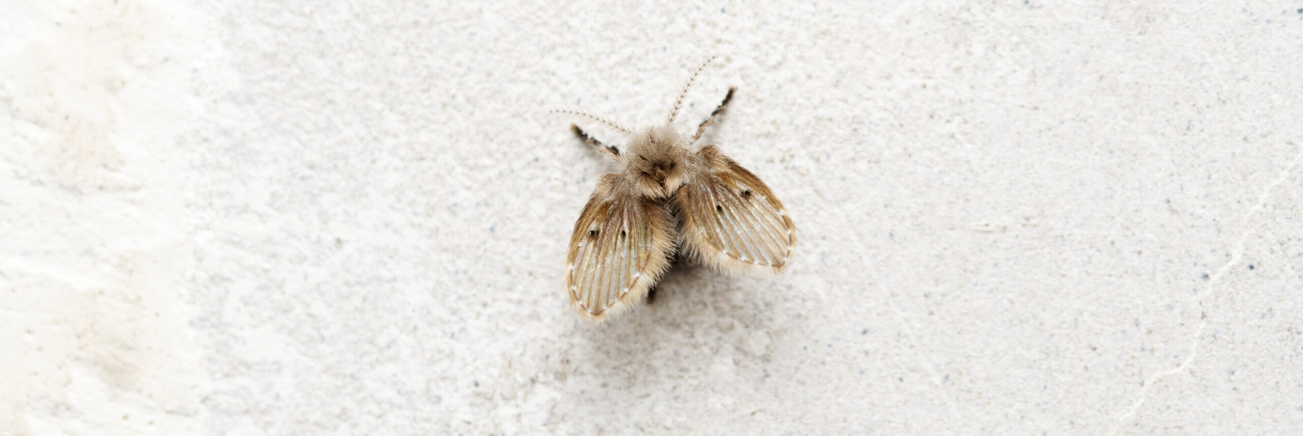 Types of Drain Flies: Causes And How To Get Rid Of Them | Blog