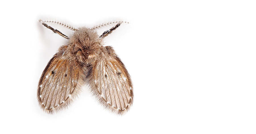 Fly Problems in Your Restaurant? This May be the Culprit | Enviro-Master